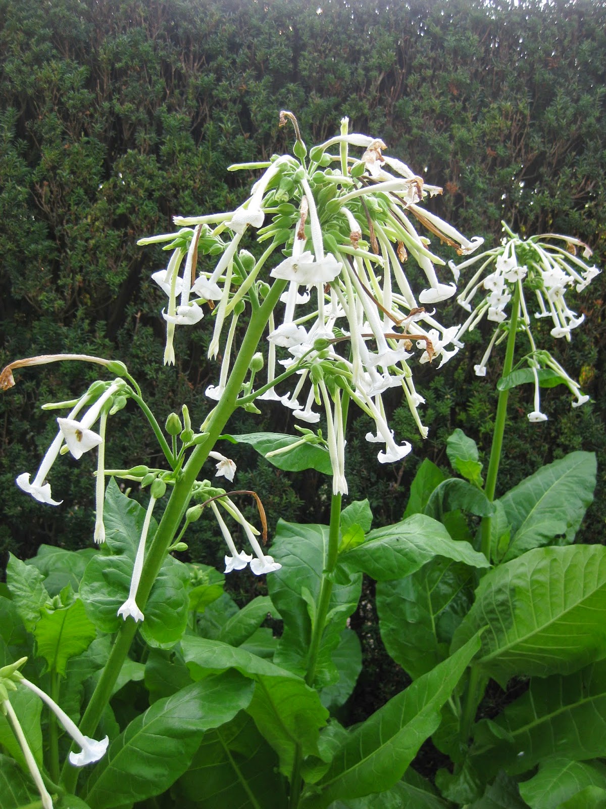Rotary Botanical Gardens - Hort Blog: Nifty Nicotiana