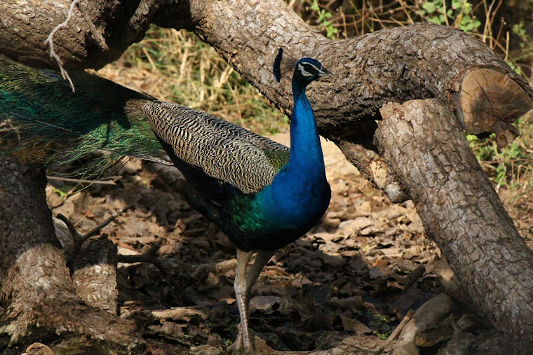 Birding Goa: Birds of Prey found in goa