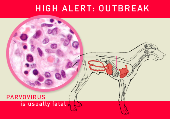 Klinik Haiwan Kampar ku sayang: Canine Parvovirus.Outbreak?!! Take Note!