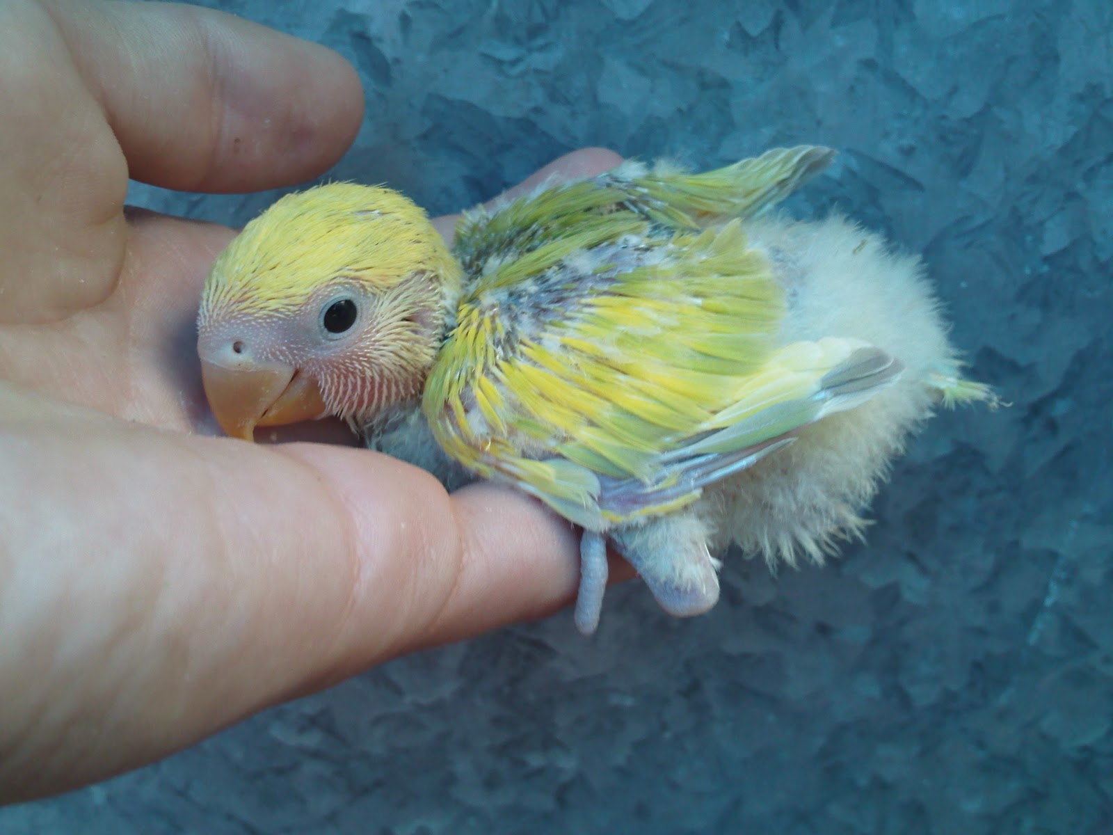 aviario granado magriz: Agapornis Papilleros