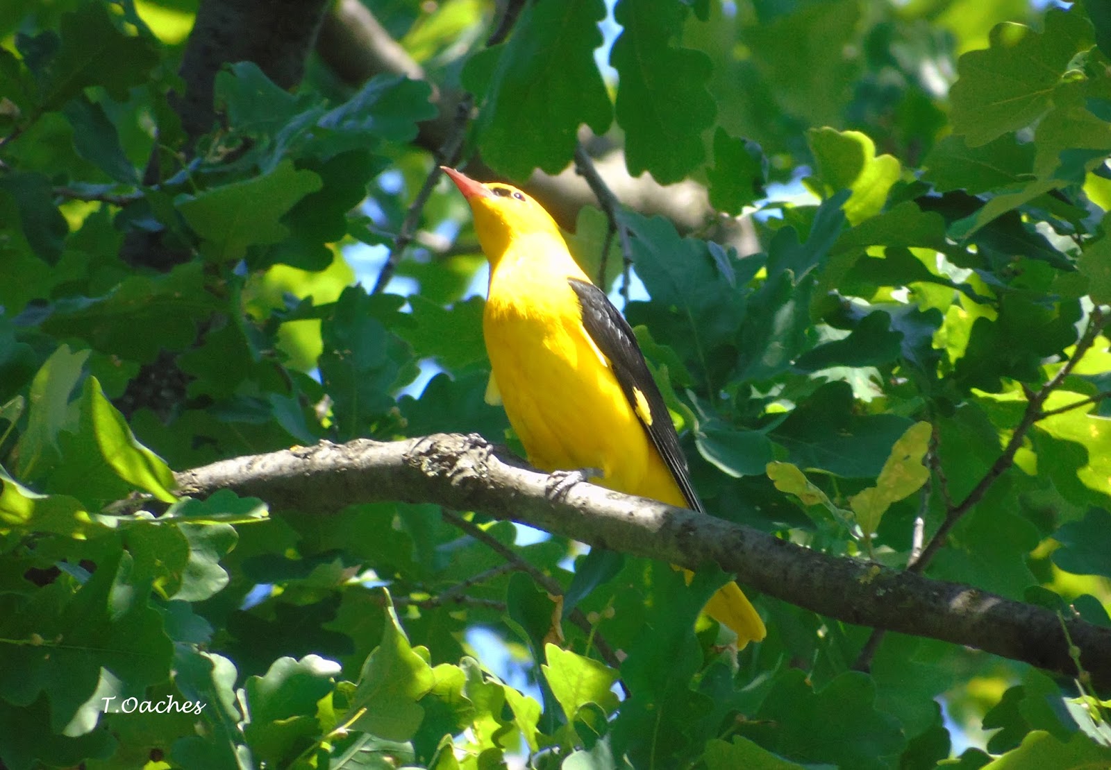 PASARI DIN ROMANIA: GRANGUR, Oriolus oriolus