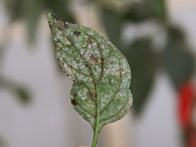 Los Diarios Vegetales: Como se combate el hongo oidio (polvo blanco en ...