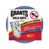 Haleiwa Surf Condos: Consider the Ant