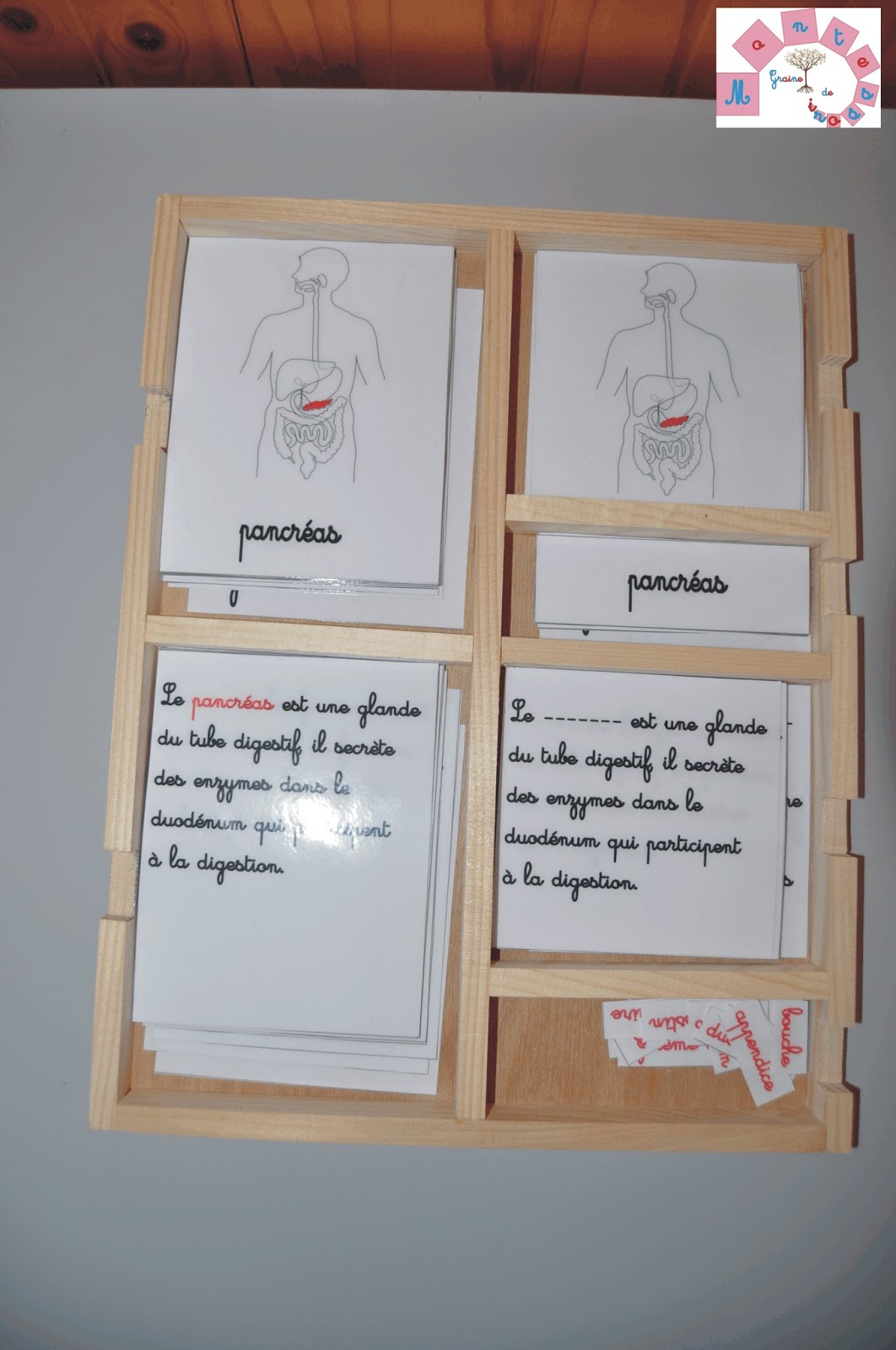 ma petite fabrique montessori: le corps humain