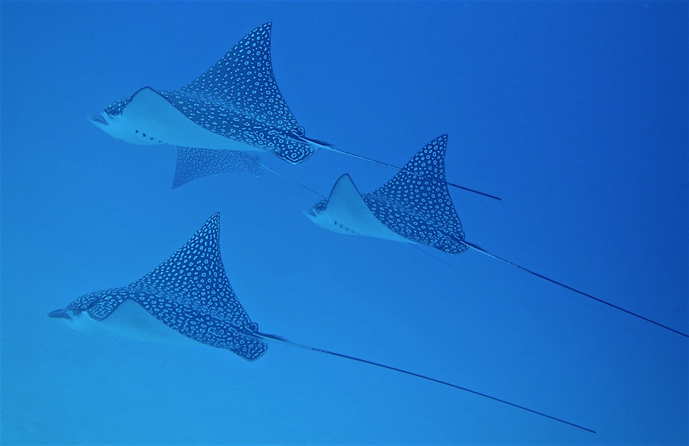 L. Scott Harrell on Blogger: Scuba Diving with Spotted Eagle Rays in ...