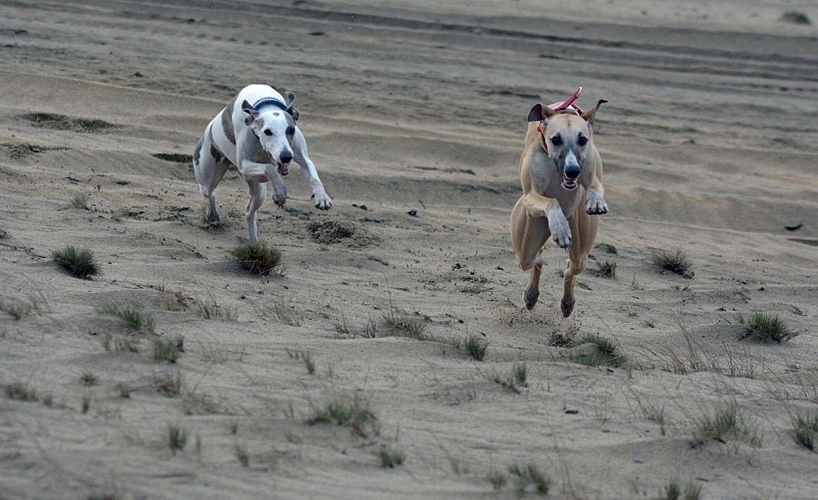 whippety Minori Ad Majus : stycznia 2018