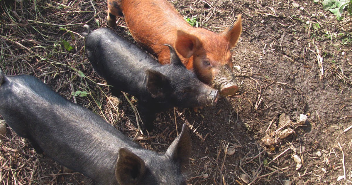 Lester's Flat: Pigs, chickens, and a toad