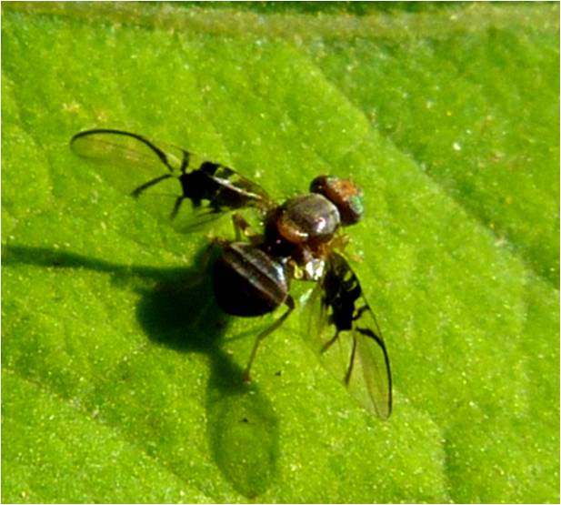 Insects of Scotland: Other Flies/Picture-wing Flies