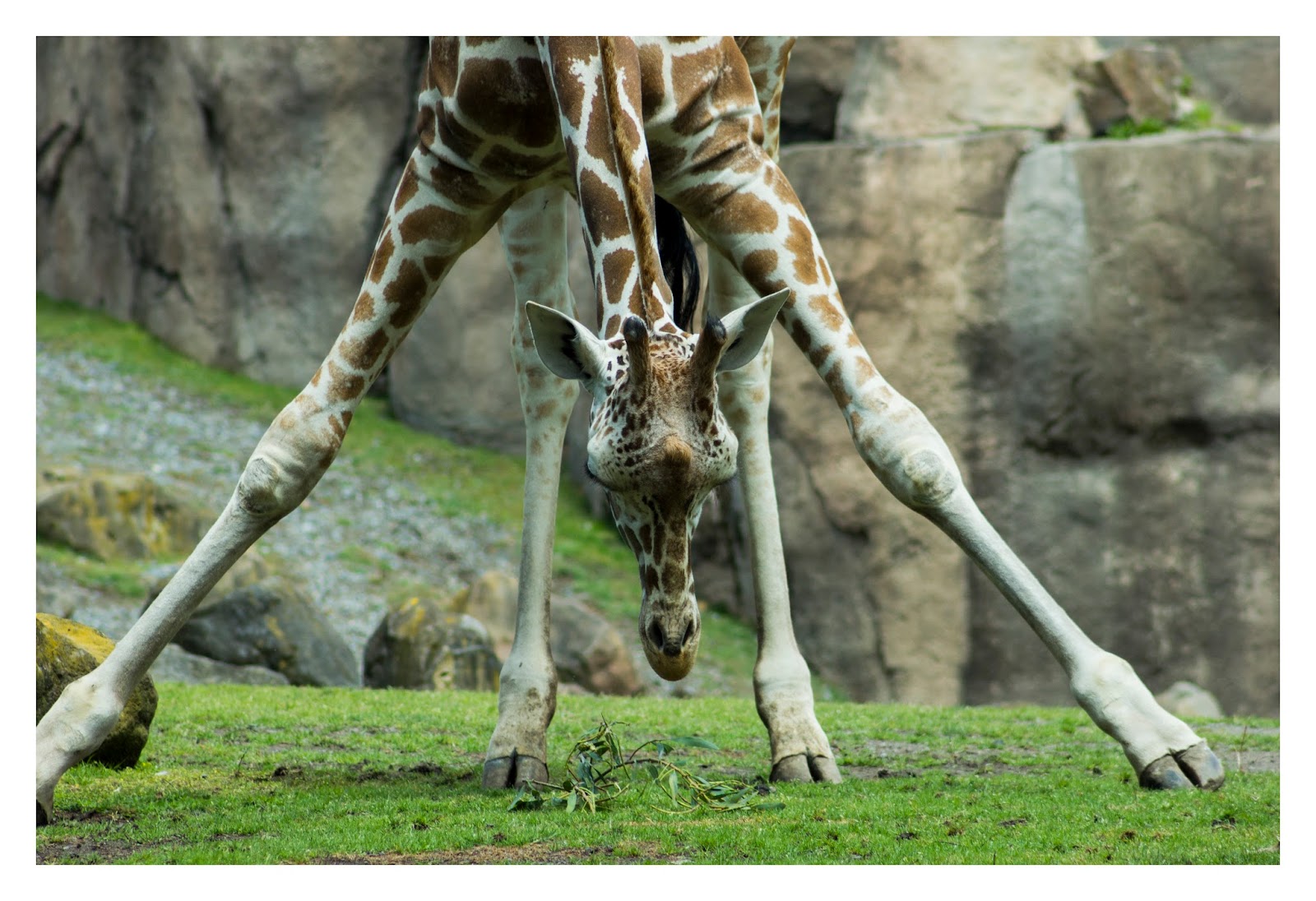 Photographic Approach: Animals