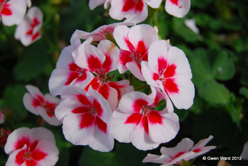 PERFECT PELARGONIUMS: Kelly Brougham - miniature stellar Pelargonium ...