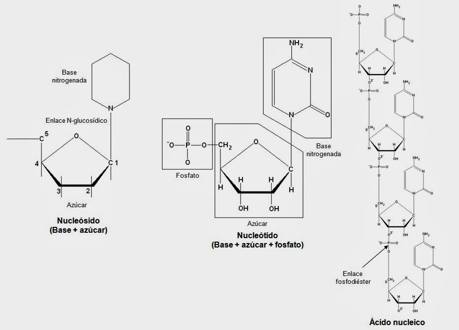 Nucleósidos, nucleótidos y ácidos nucleicos | Apuntes de Biología Molecular