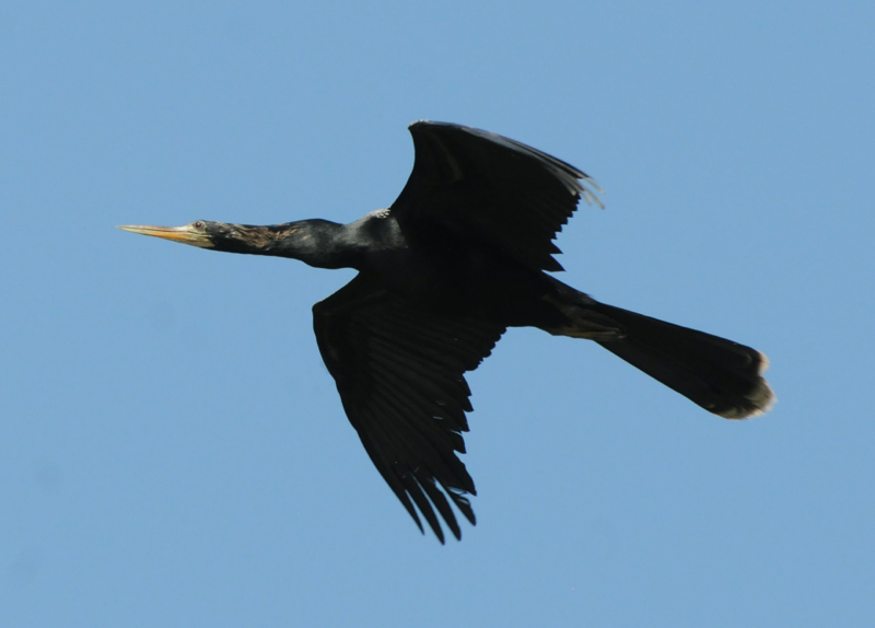 A Wandering Naturalist: Florida: In Flight