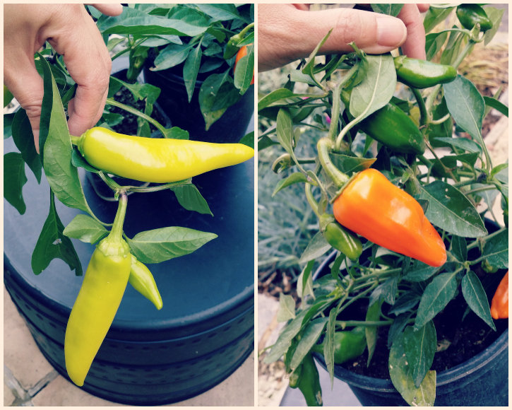 Five chilli peppers to grow and eat... | Grow Your Own Veg Blog ...