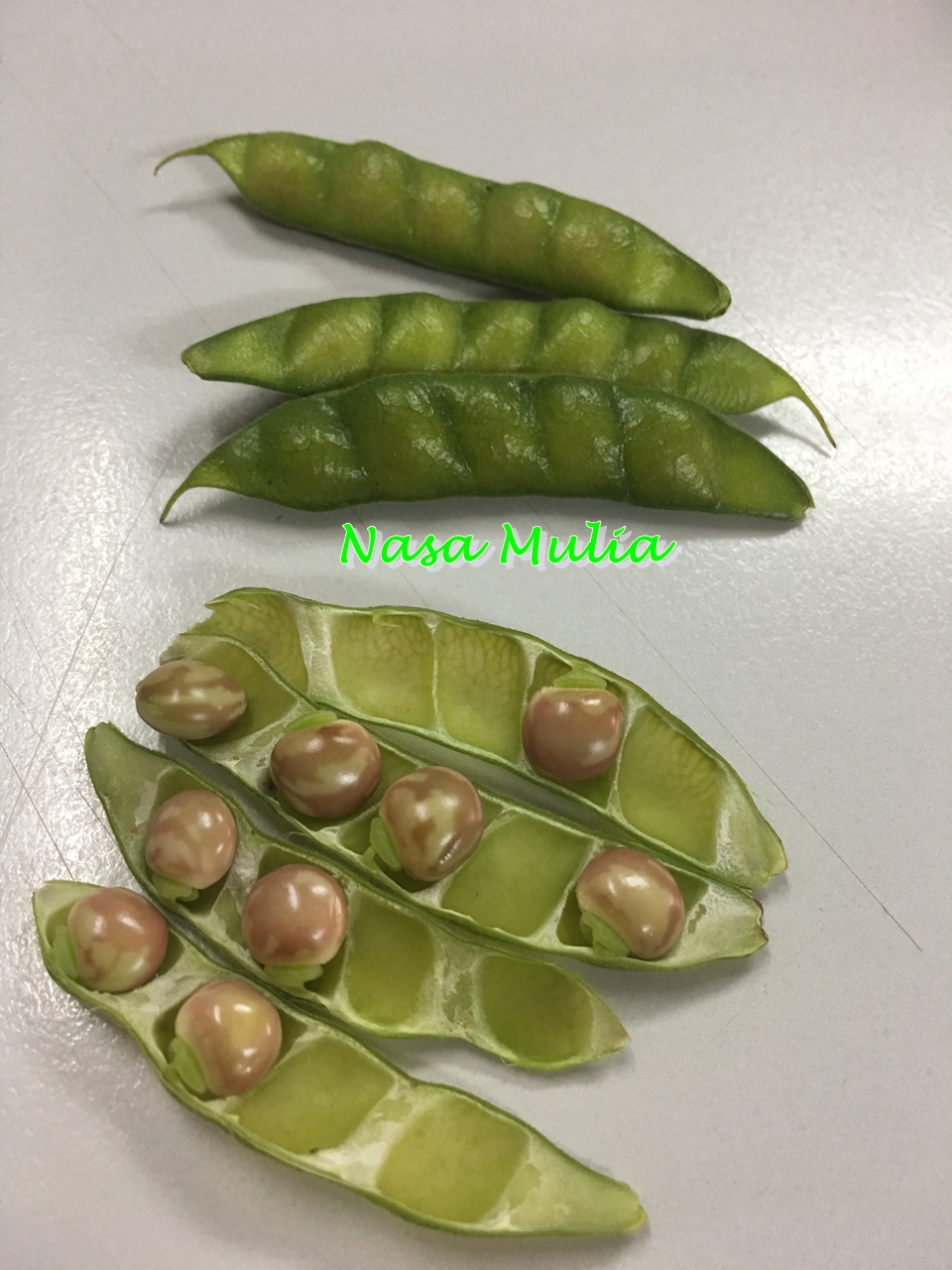 warna warni hidupku..............: Pokok Pigeon Pea aka Kacang Dhal (Kacang