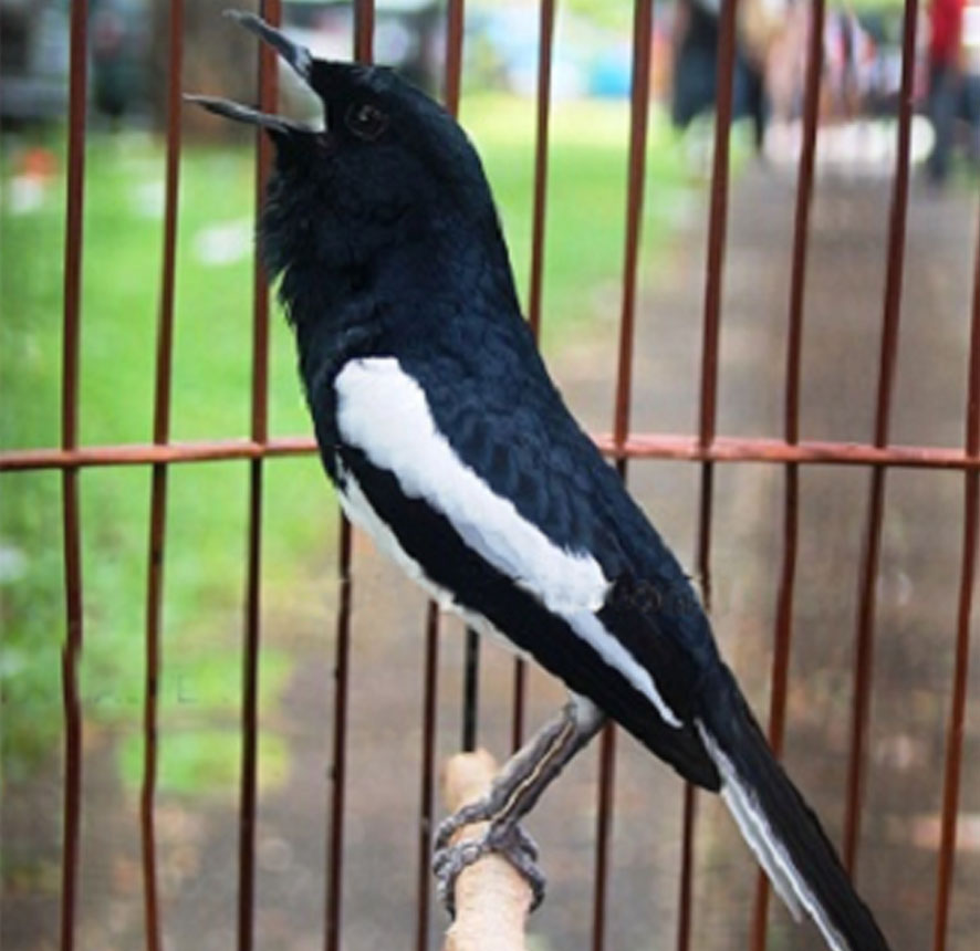 6 burung kicau yang paling banyak diminati | Seputar Info Menarik
