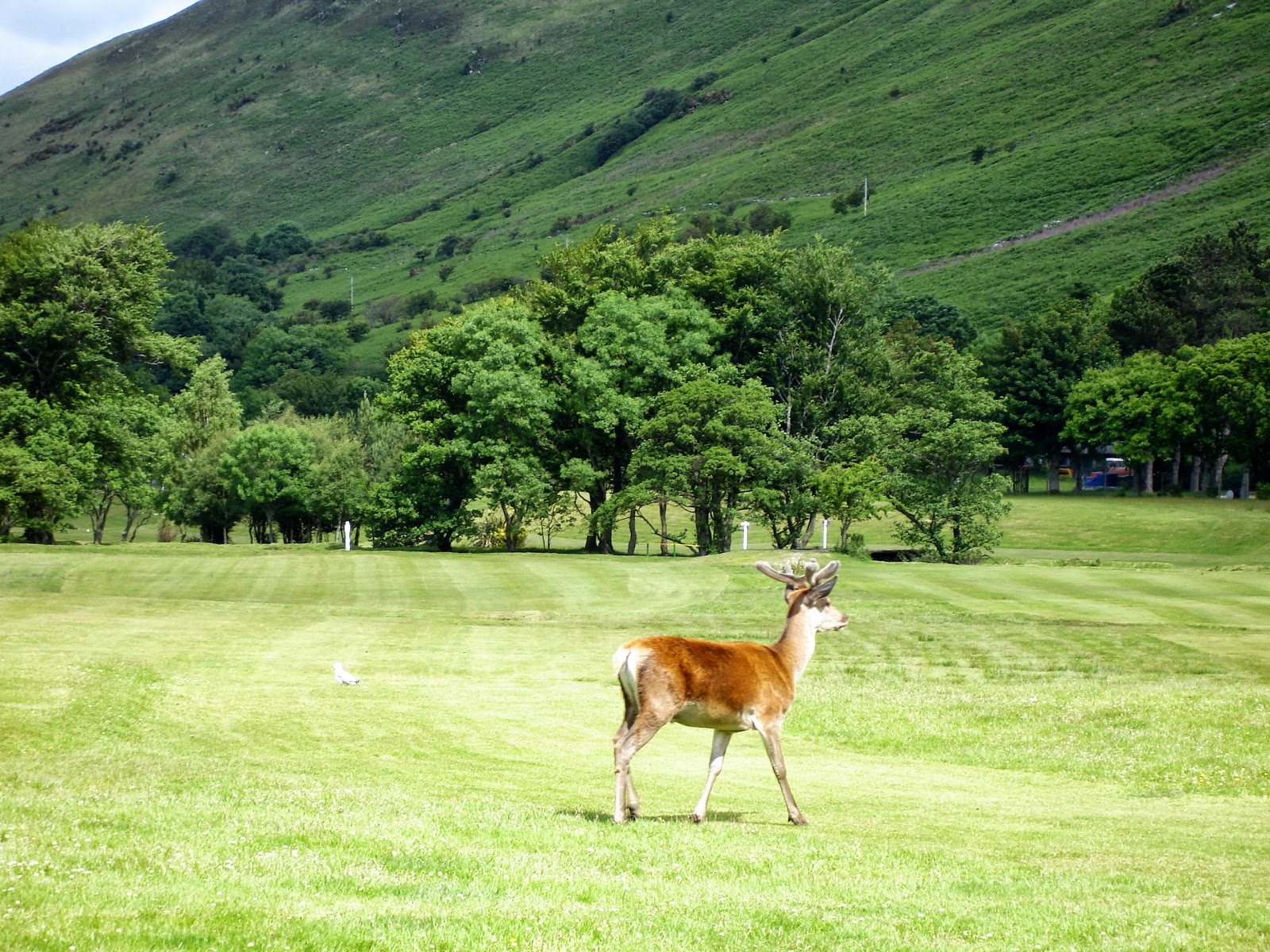 Scottish golf courses - all of them: Lochranza GC - Course no 588