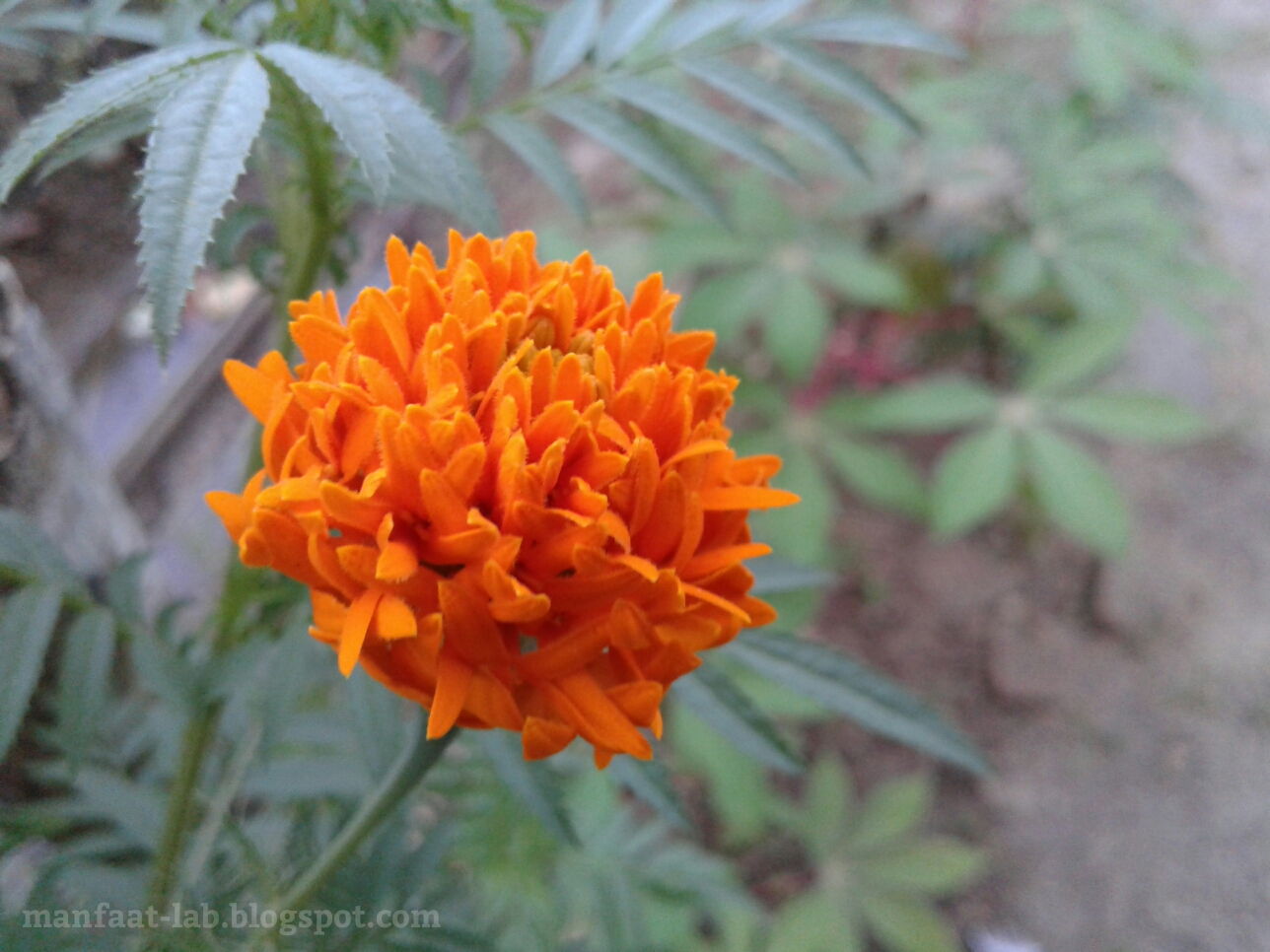 Kembang telek lencong - Manfaat-Lab