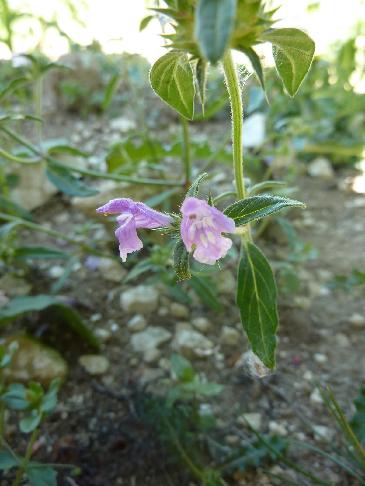 Red Hemp-nettle and another mass flowering