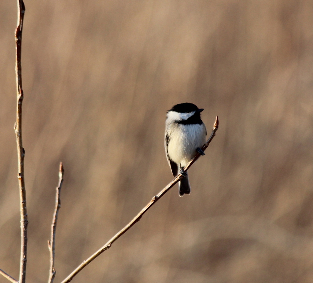 Listening in Nature: Hybrid Chickadees: music from the contact zone
