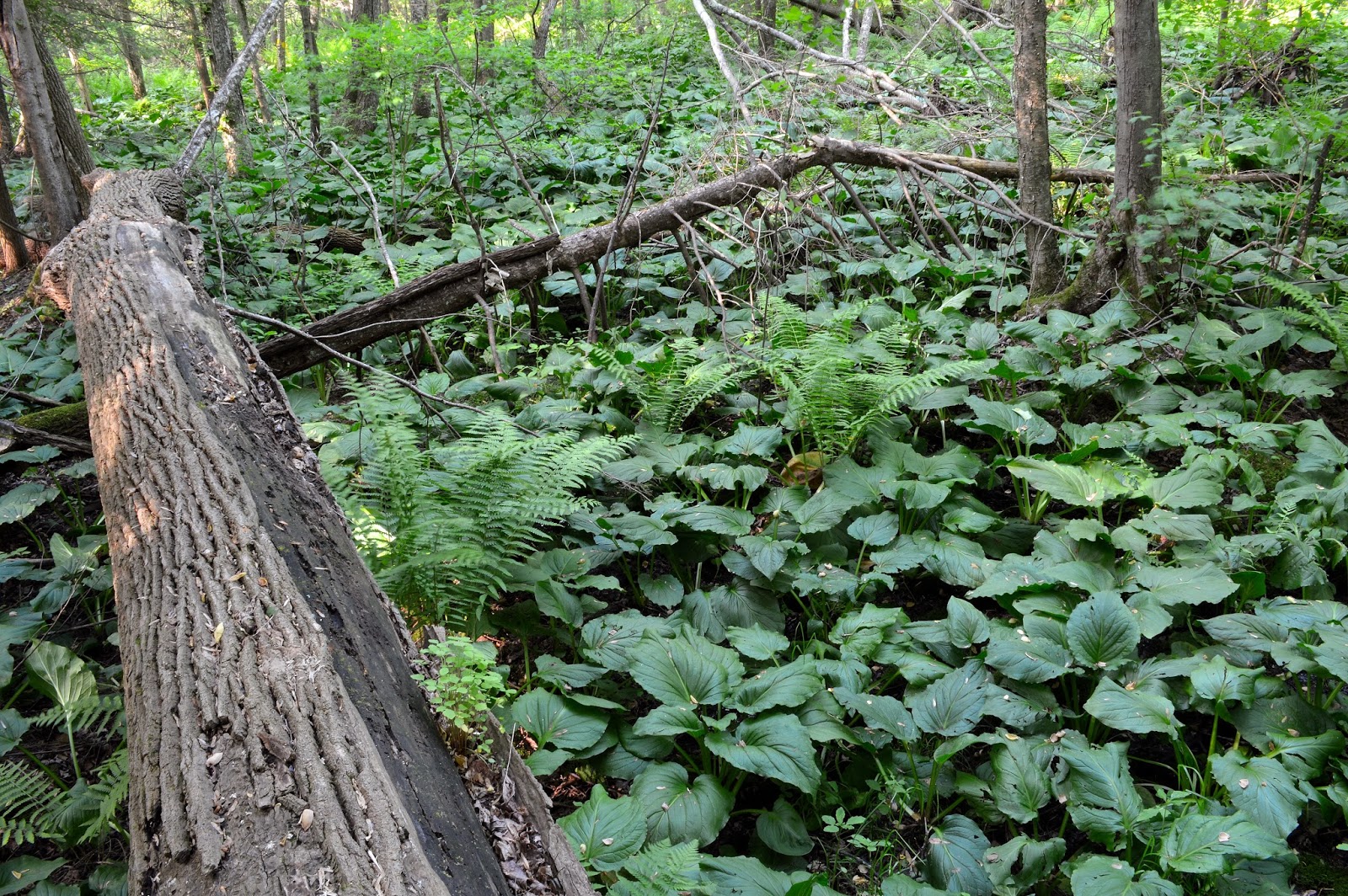 Nature of New York: Spring Ephemeral Wildflowers of Dutchess and Putnam ...