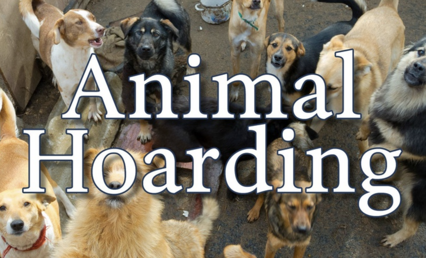 URGENT!!! A Pet Hoarding Case - Rescue needed for 28 dogs and some cats ...