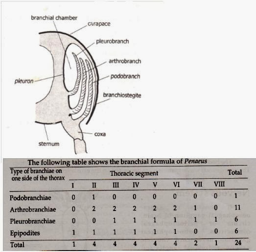 Biolearnspot: BSc ZOOLOGY NOTES-Prawn (Penaeus)-Morphology and anatomy