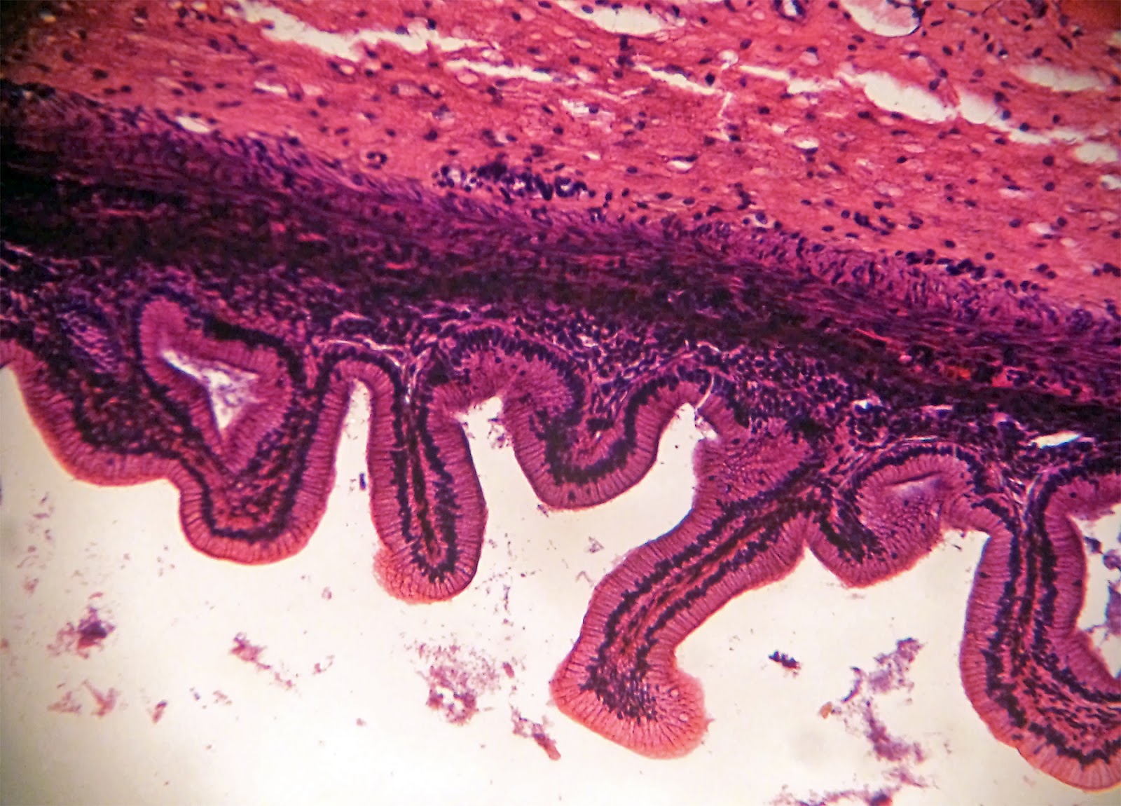Természeti értékek lencsevégen: Állati szövetek