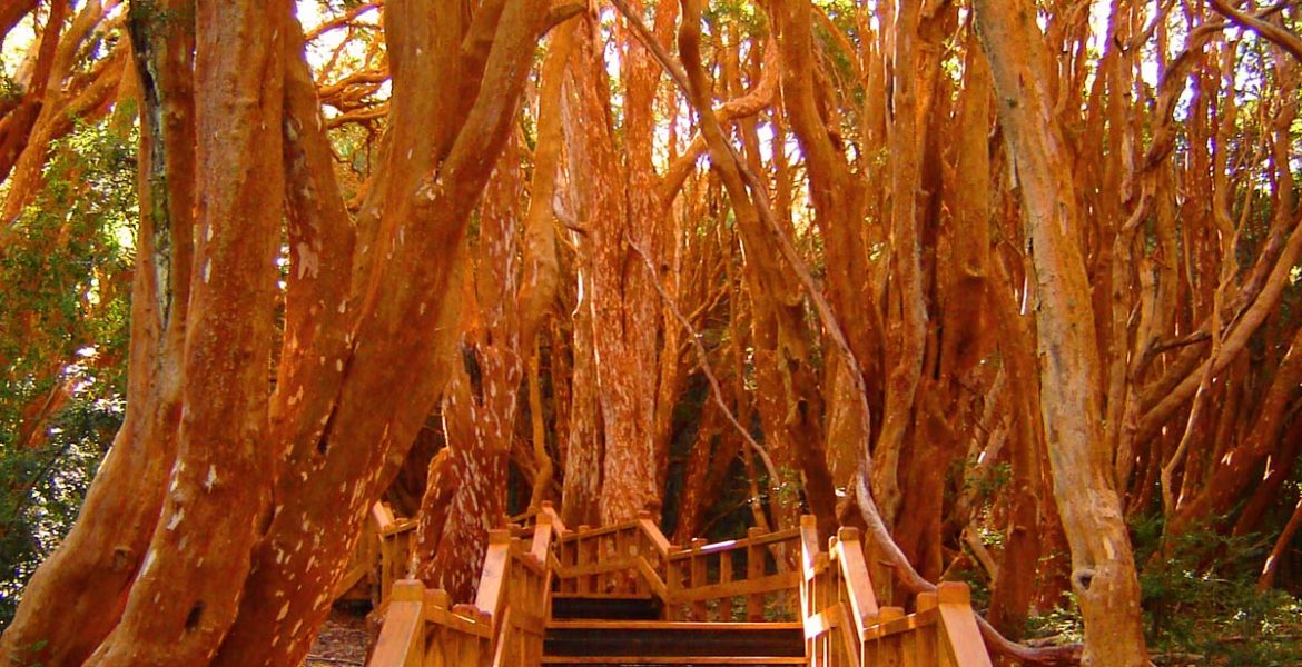 CONOZCAMOS LA ARGENTINA: EL BOSQUE LOS ARRAYANES UN LUGAR ÚNICO EN EL MUNDO