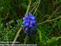 Nazarenos (Muscari neglectum)