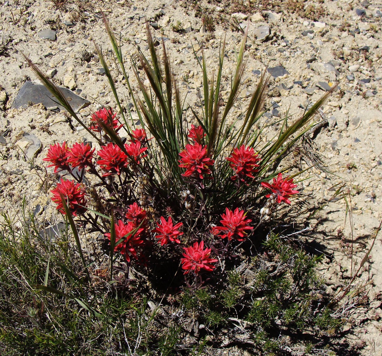 Urth Picture Post: Western Utah Flowers