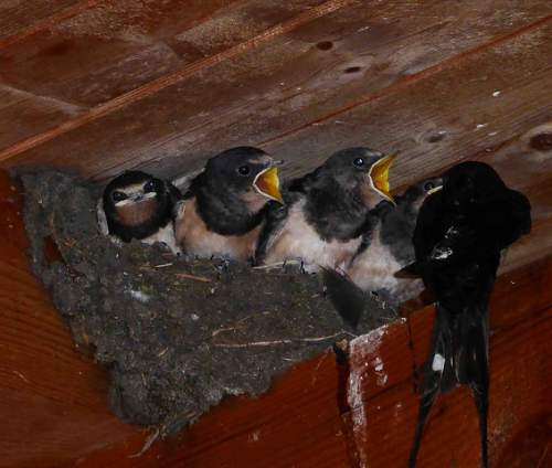 Common swift pictures | Birds of India | Bird World
