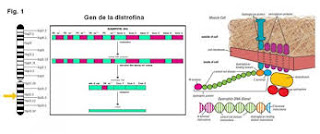 Agrupación Duchenne Chile: ¿ Que es la Distrofina