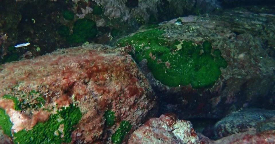 Biodiversity of Cyprus by NGO Protection of the Natural Heritage and ...