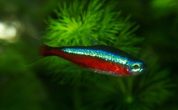 Mengenal ikan cardinal tetra ~ Aquascape Batang