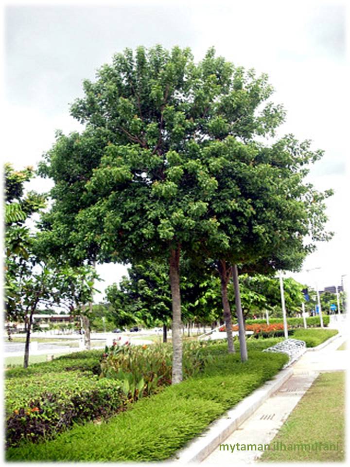 mytaman ilhamnurani: October 2011