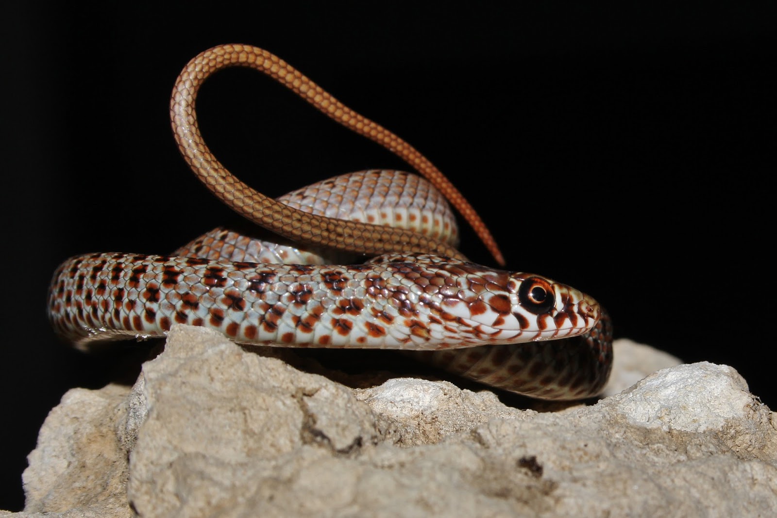 Biodiversity of Cyprus by NGO Protection of the Natural Heritage and ...