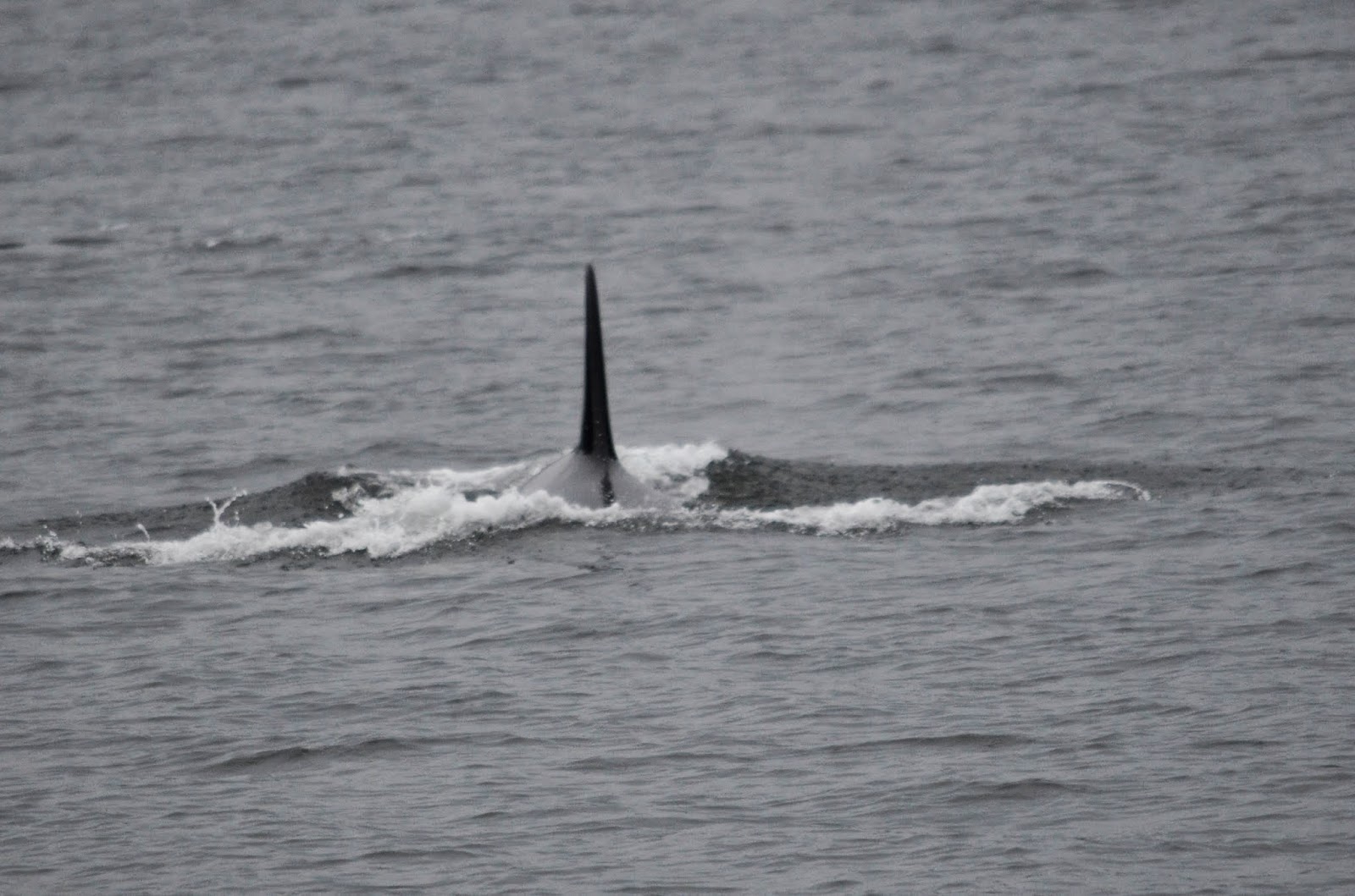 Sea Lurchin: Finlayson Channel to Bottleneck Inlet, May 12-13 , 2015