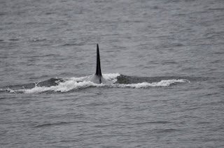 Sea Lurchin: Finlayson Channel to Bottleneck Inlet, May 12-13 , 2015