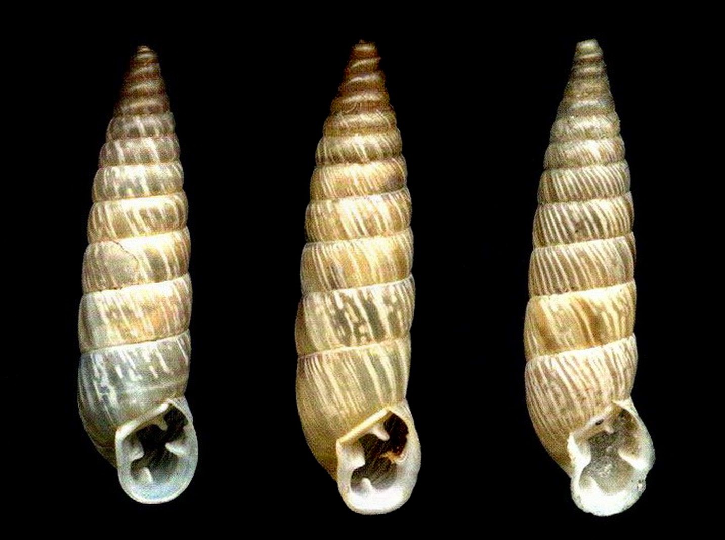 Moluscos terrestres de Argentina: enero 2015