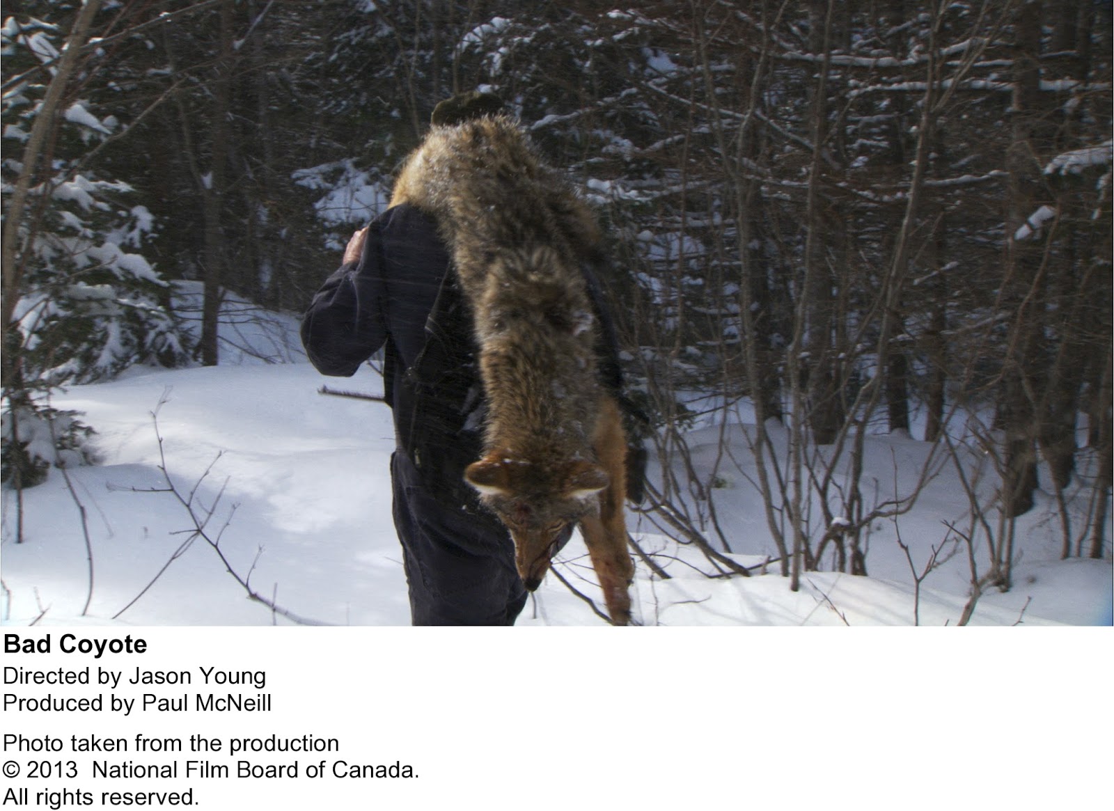 Atlantic Film Festival ~ Bad Coyote