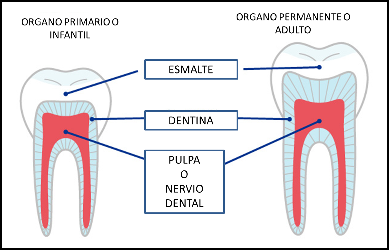 Actitud Dental (clinica familiar & estetica facial): Anatomía Del Diente