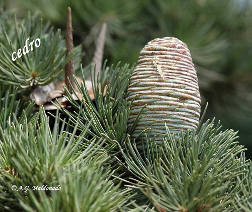 BIODIVERSIDAD COSTA GRANADINA Y...: Cedro del Atlas (Cedrus atlantica)
