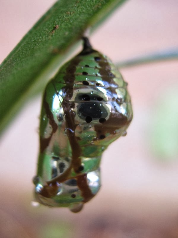 Butterflies of Manchadi: Butterflies taking wings here