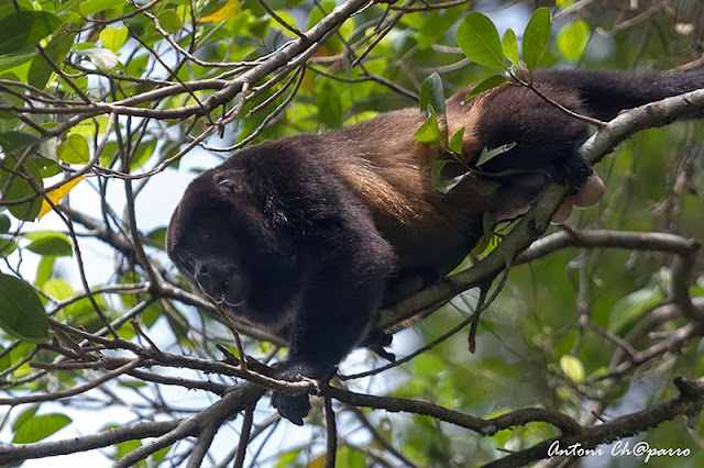 Solsones en Imagenes: Fauna de Costa Rica.Mono Congo o Mono Aullador