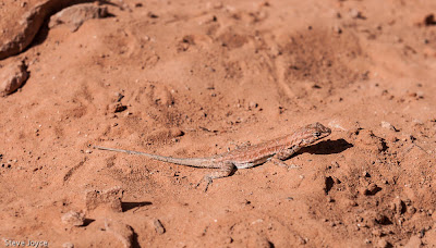 Steve Joyce's BLOG: Moab - Animals