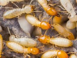 Know about Termites