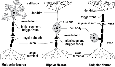 Saraf/Neuron (Fisiologi) - Mydokterhewan
