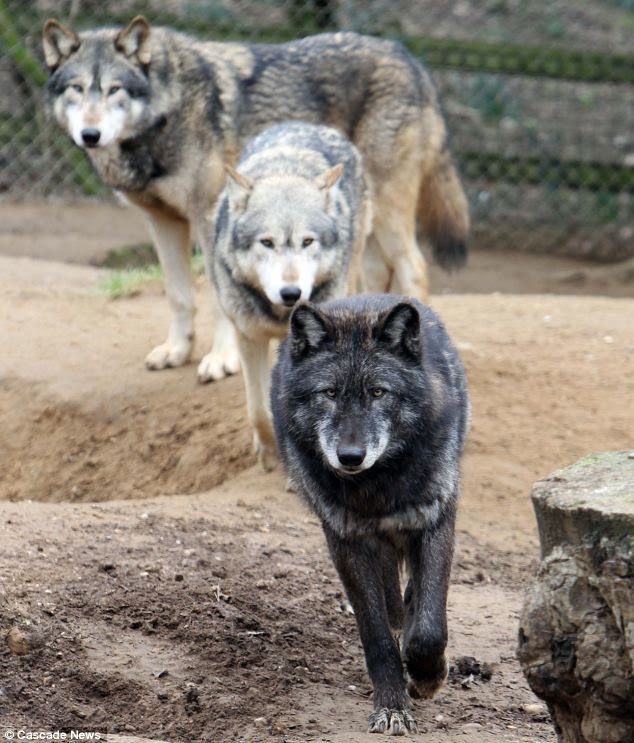Four legged friends (and enemies): Three wolves shot dead after being ...