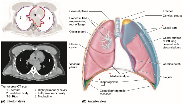 Toraks Kavitesine Genel Bakış ve Akciğer Anatomisi