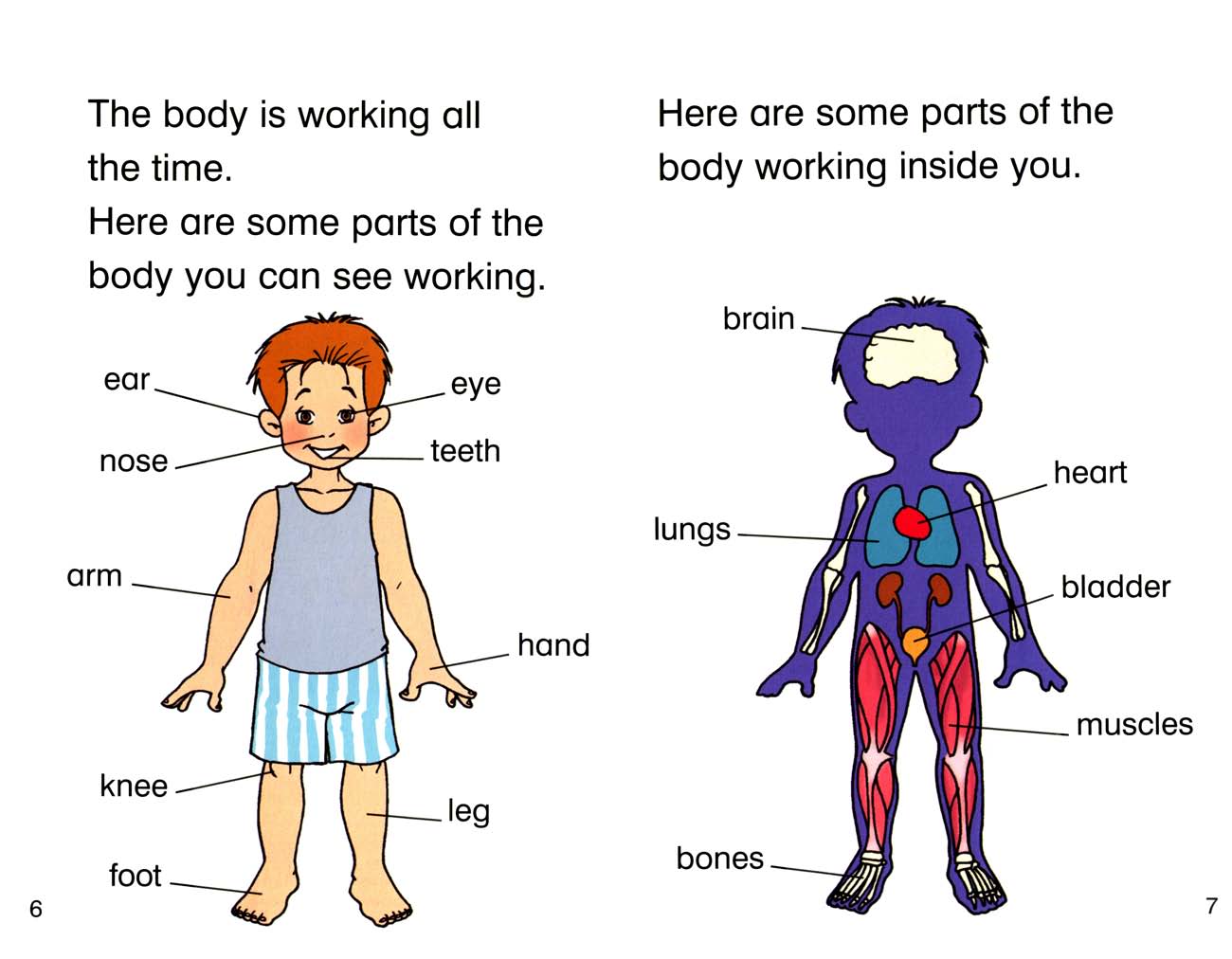 Ingle cuerpo humano - Imagui